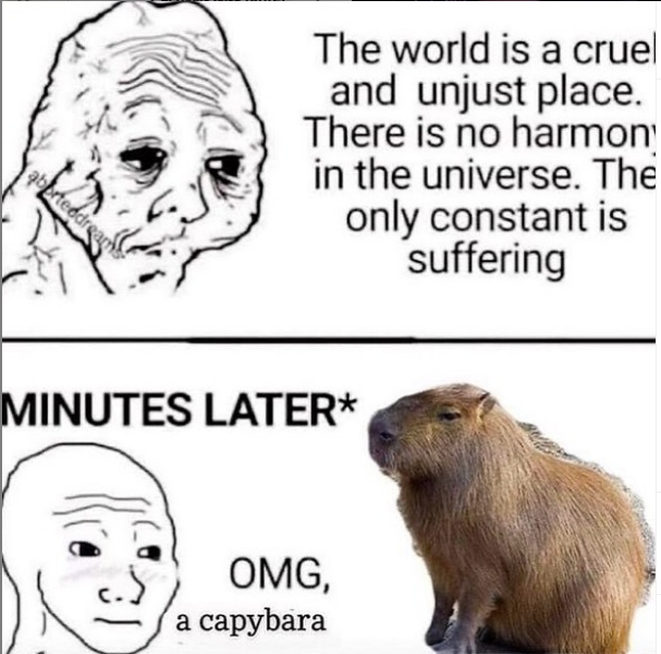 OMG A Capybara | Capybaras | Know Your Meme