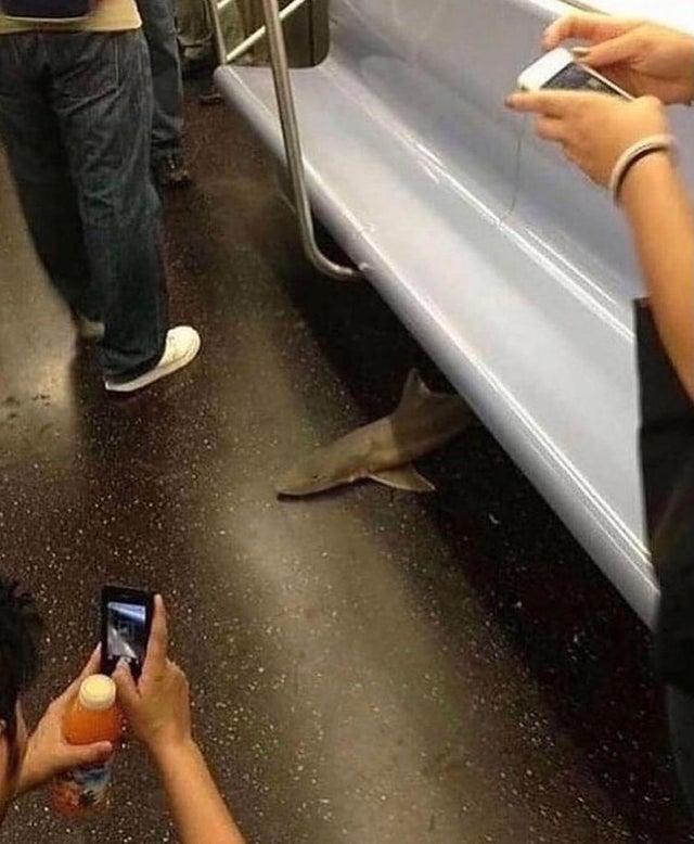 Something's Fishy | Know Your Meme