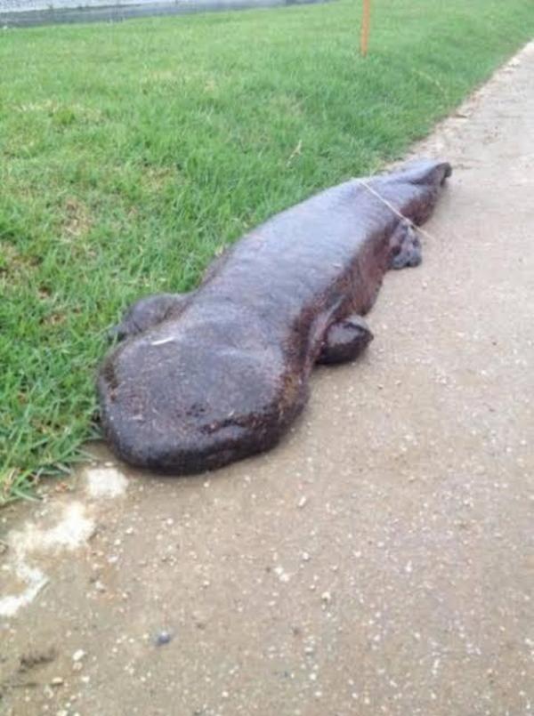 Giant Salamander | /r/wholesomememes | Wholesome Memes | Know Your Meme