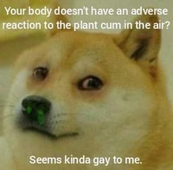 All my homies hate pollen | /r/dogelore | Ironic Doge Memes | Know Your ...