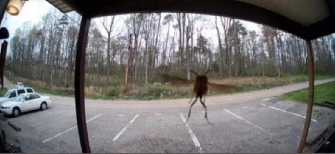 ring doorbell | Know Your Meme