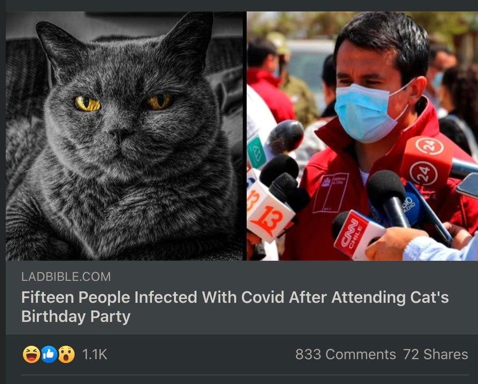 Hmmm | Cats | Know Your Meme