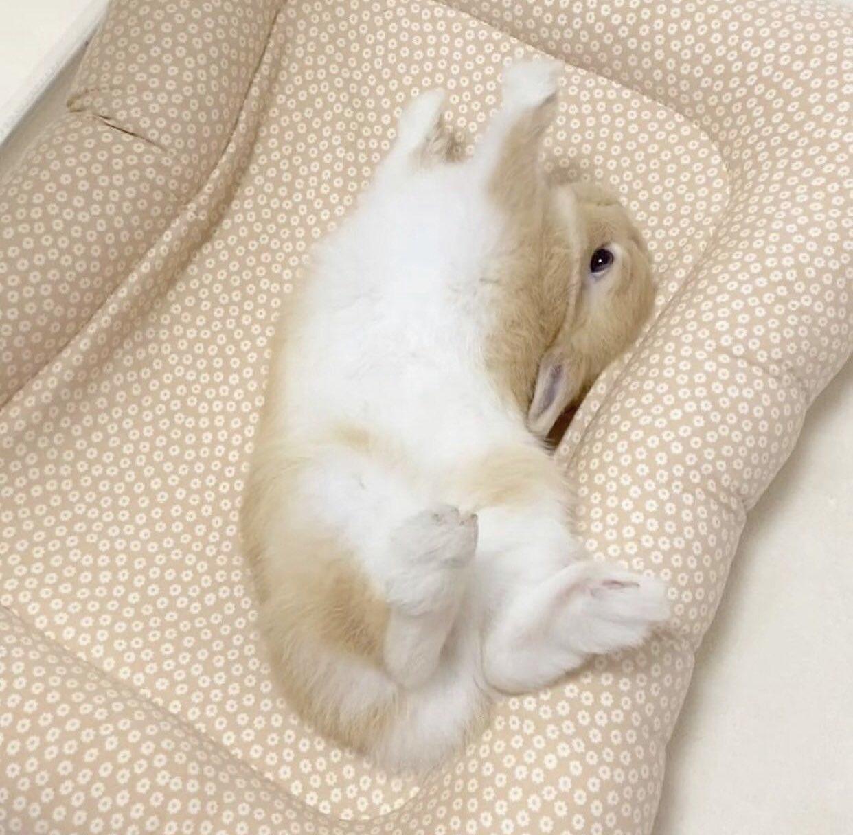 Stretching bunny | Rabbits | Know Your Meme