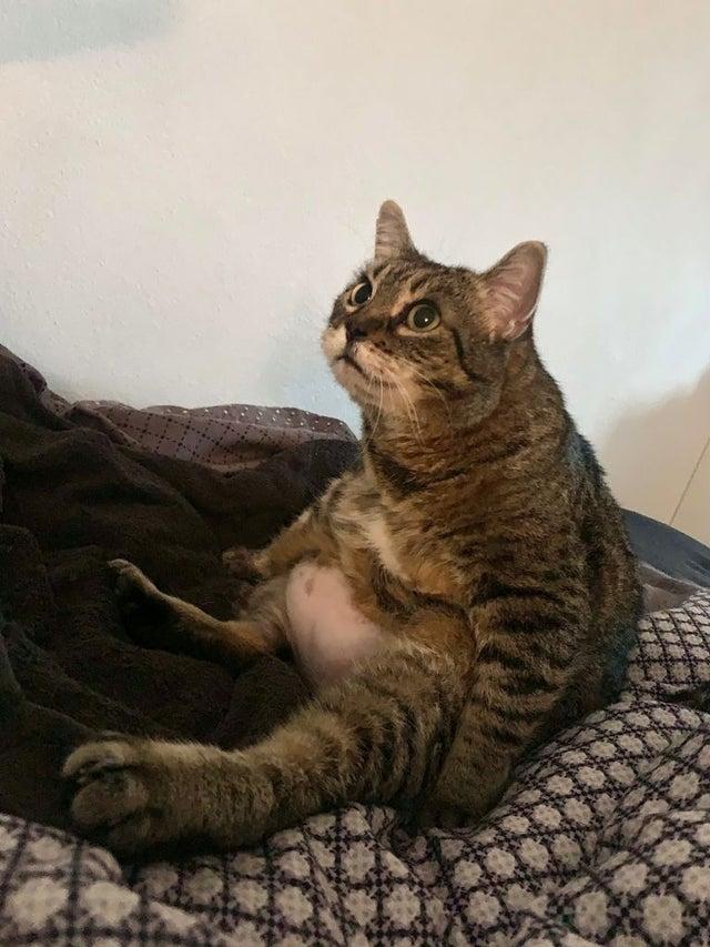 What a Weird Way to Sit | Animals | Know Your Meme