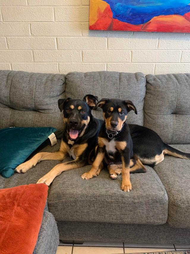 Adopting Your Dog's Doppleganger | Animals | Know Your Meme