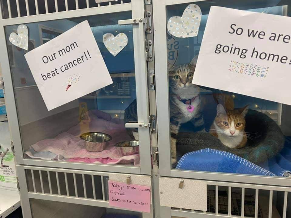 Happy News for These Cats Waiting in the Shelter | Animals | Know Your Meme