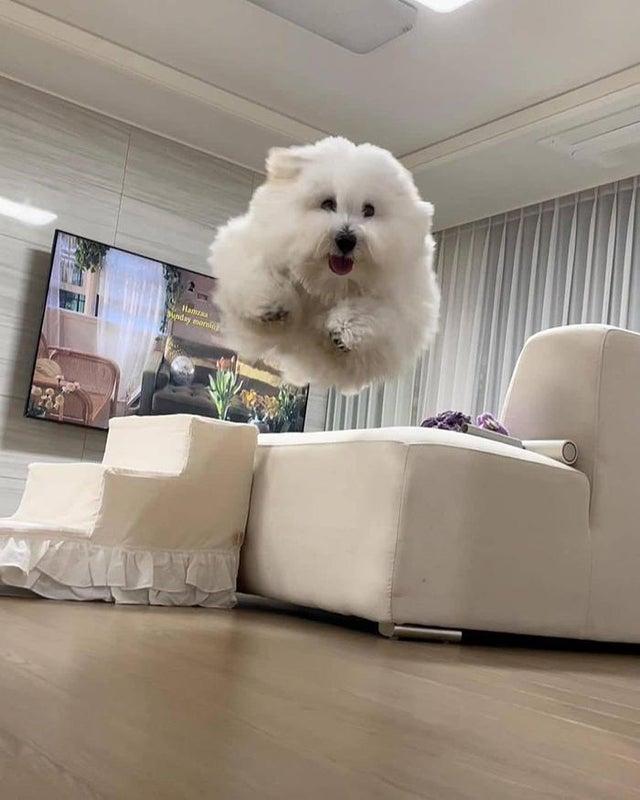 An Indoor Cloud | Animals | Know Your Meme