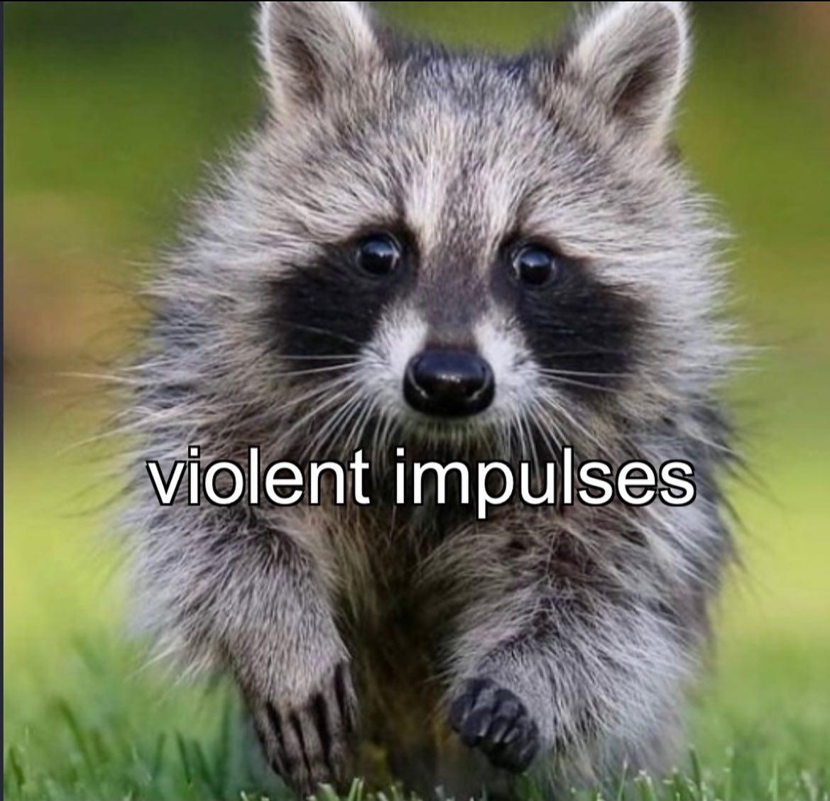lil bby raccoon with violent impulses | Violent Impulses | Know Your Meme