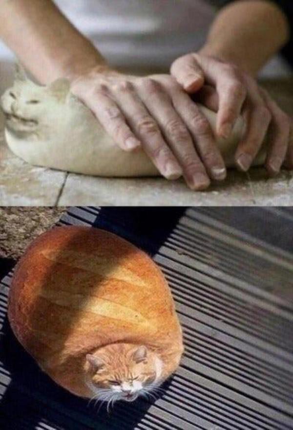 The Almighty Loaf | Cats | Know Your Meme