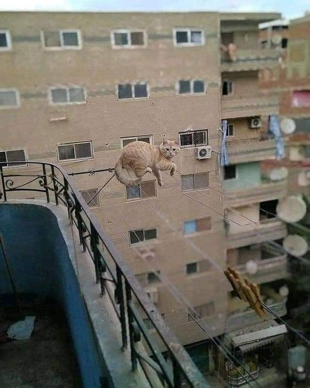 Cats Will Be Cats | WTF | Know Your Meme