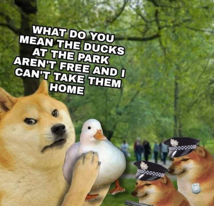 Le duck thief has arrived | /r/dogelore | Ironic Doge Memes | Know Your ...