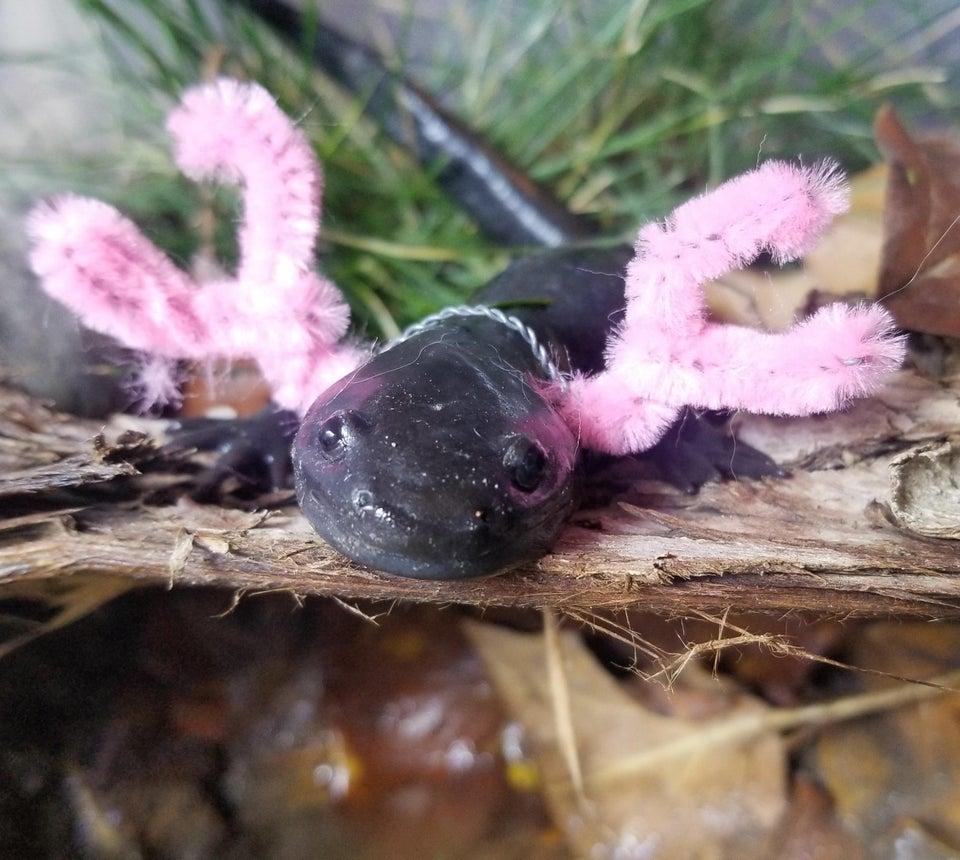 A Morphed Axolotl with Prosthetic Gills | Know Your Meme