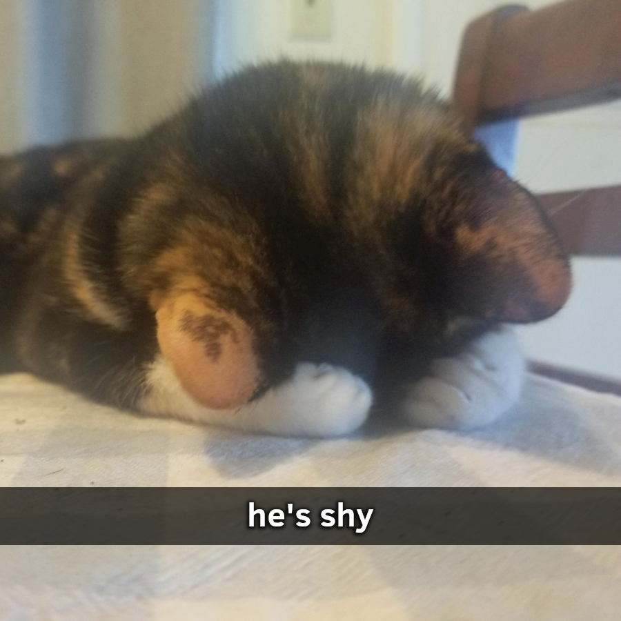 Poor Guy | Cats | Know Your Meme