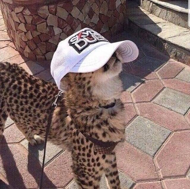 Looking Good | Cats | Know Your Meme
