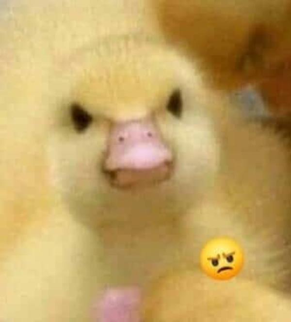 Duck 😠 | Emoji Demotivationals | Know Your Meme