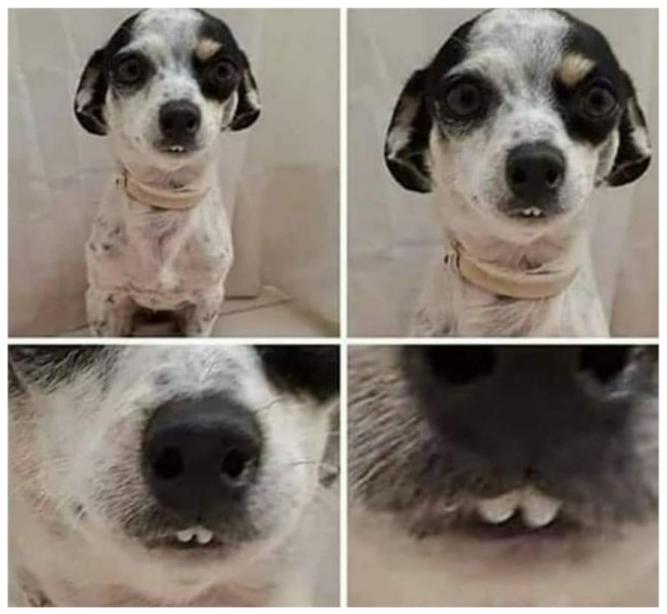Teeth | Dogs | Know Your Meme