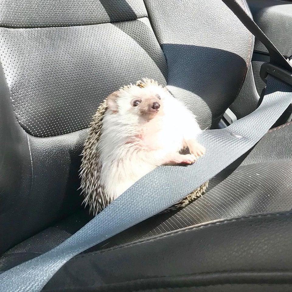 Safety First | Animals | Know Your Meme