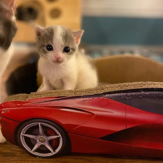 The Fast and the Purriest | Animals | Know Your Meme