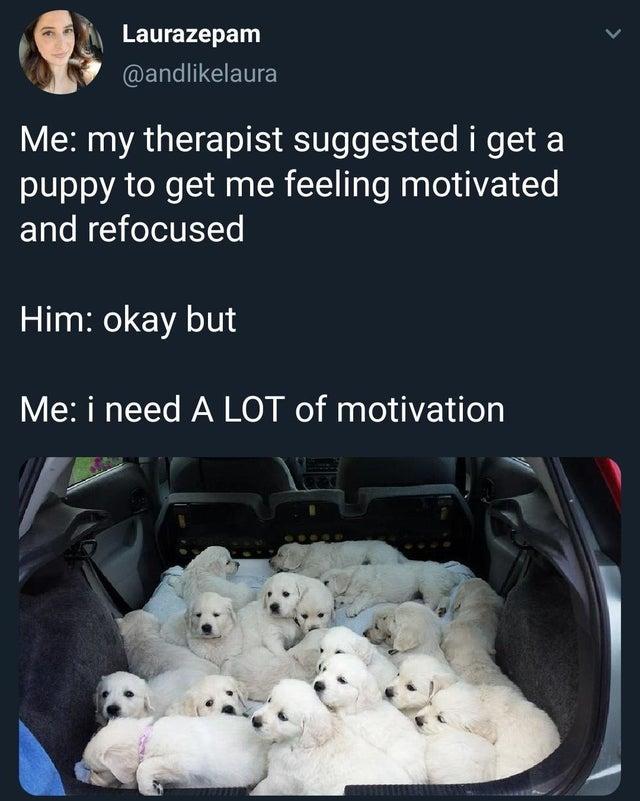 Motivation | Animals | Know Your Meme