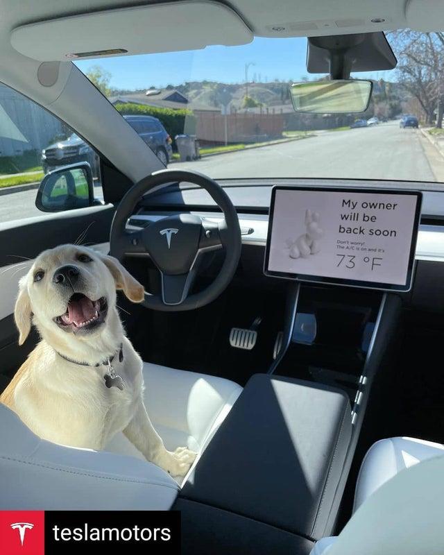 Safe Dog Mode | Animals | Know Your Meme