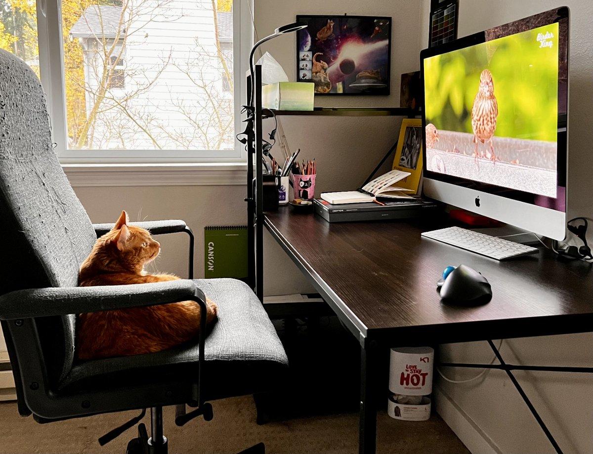 cats with jobs | Cats | Know Your Meme