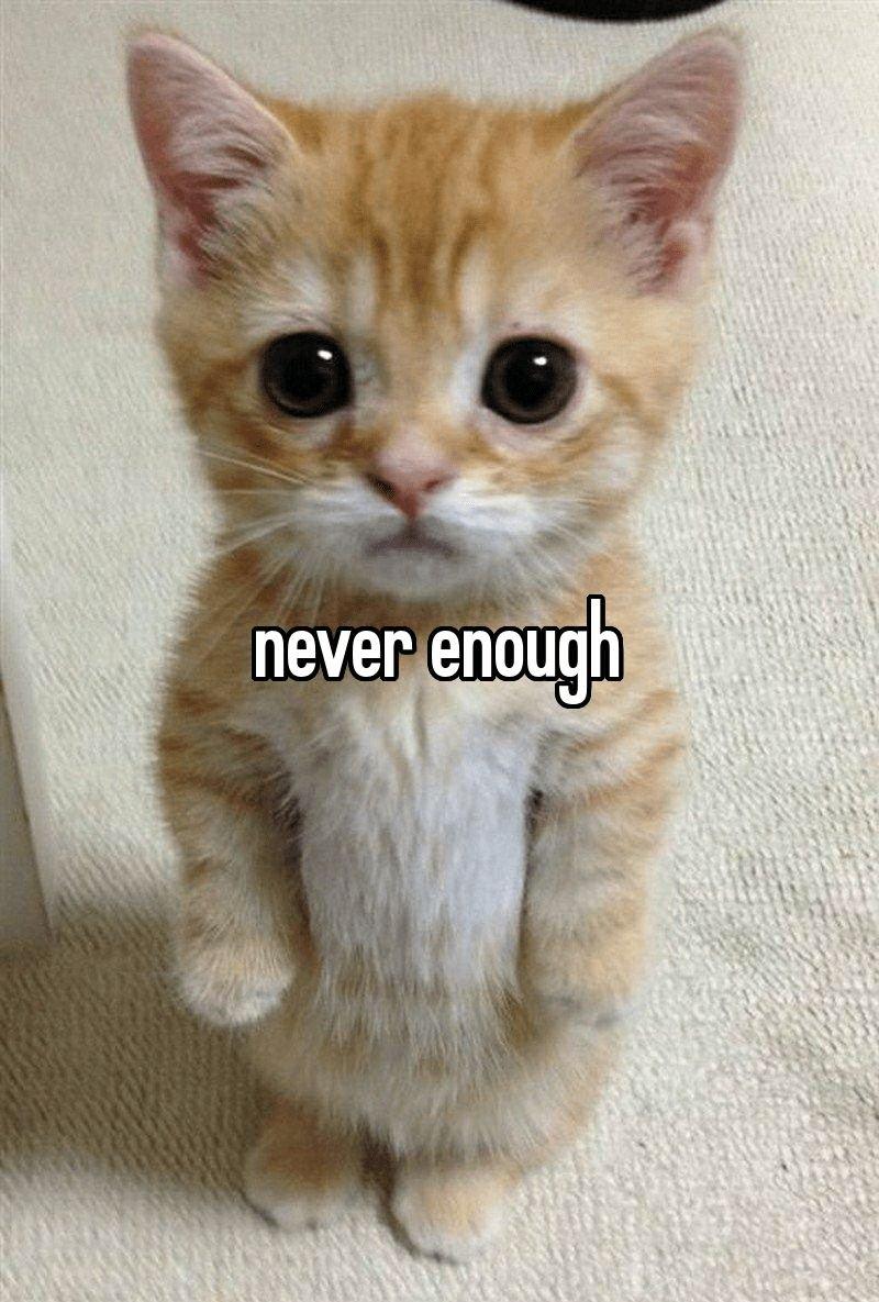 animals with captions | Cats | Know Your Meme