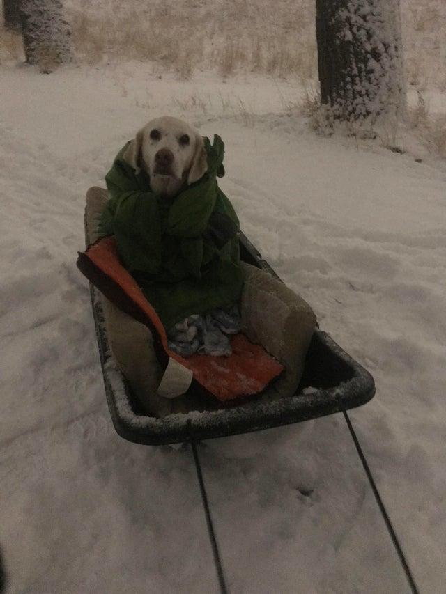 A Sled Perfect for Winter Walks | Know Your Meme