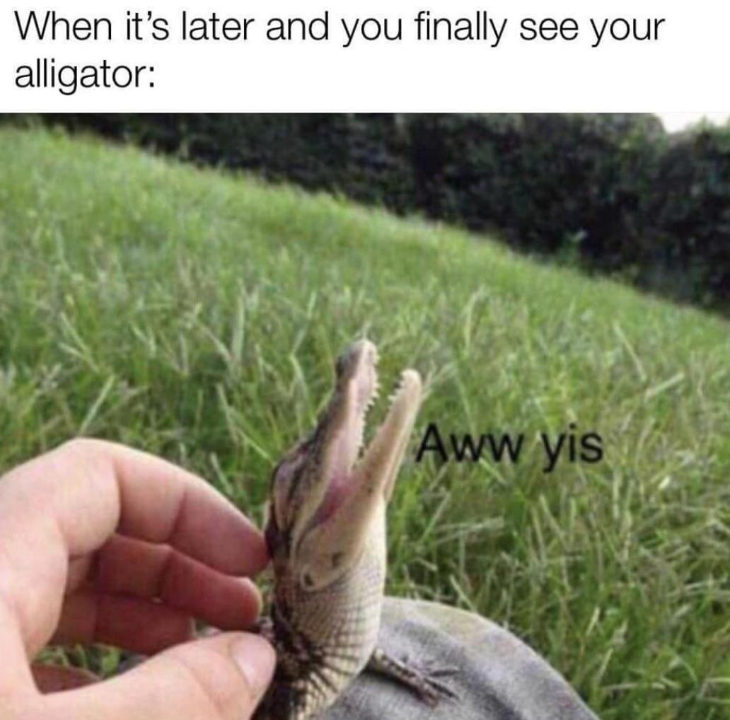 Who doesn’t like head caressing? | /r/wholesomememes | Wholesome Memes ...