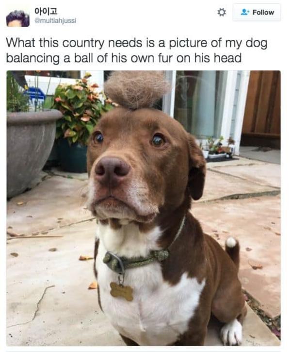The Hero We Deserve | Dogs | Know Your Meme