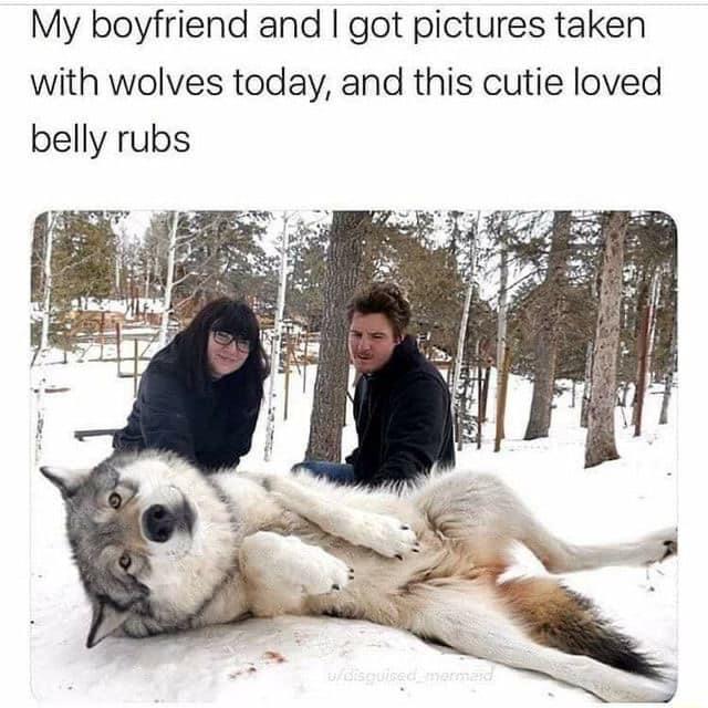 Wants To Be Domesticated So Bad | Dogs | Know Your Meme