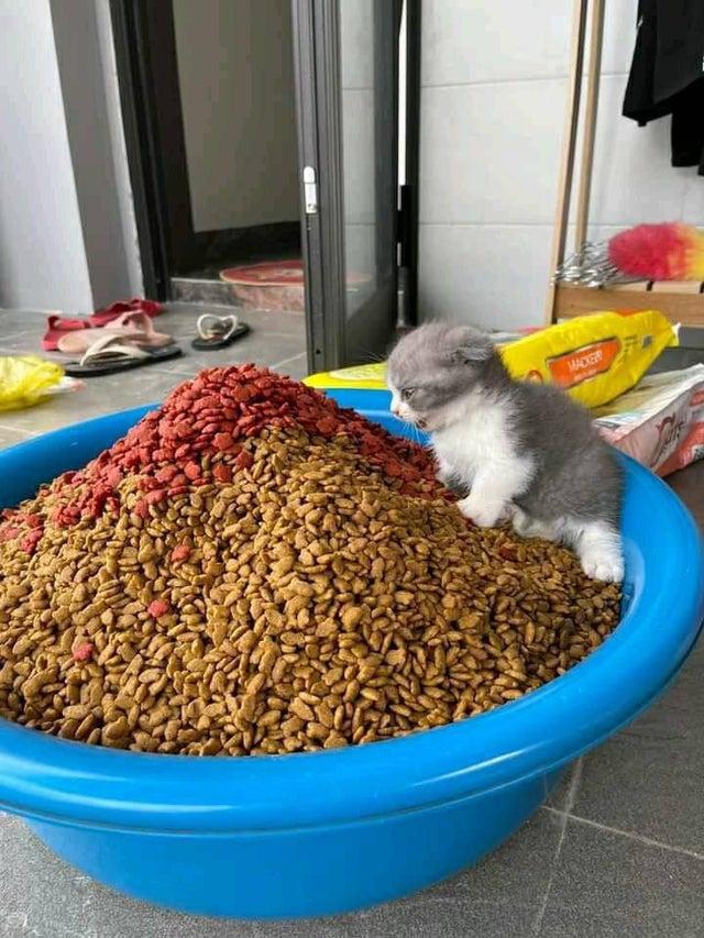 Greed | Cats | Know Your Meme