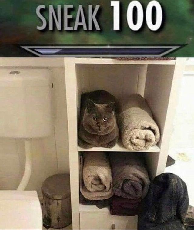 Camouflage | Cats | Know Your Meme