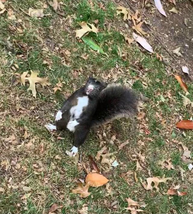 Squirrel Skunk | WTF | Know Your Meme