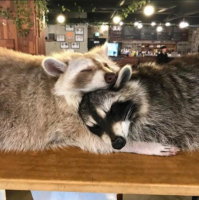 Opposites Attract | Know Your Meme