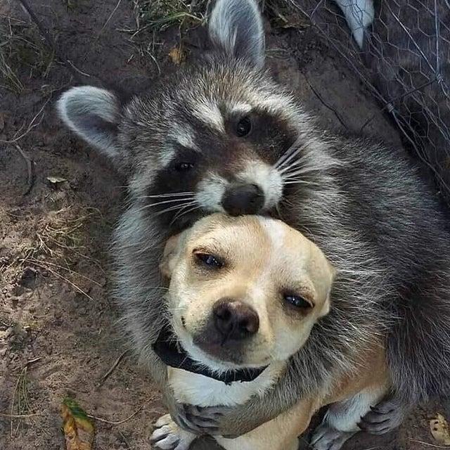 Best Buddies | Know Your Meme