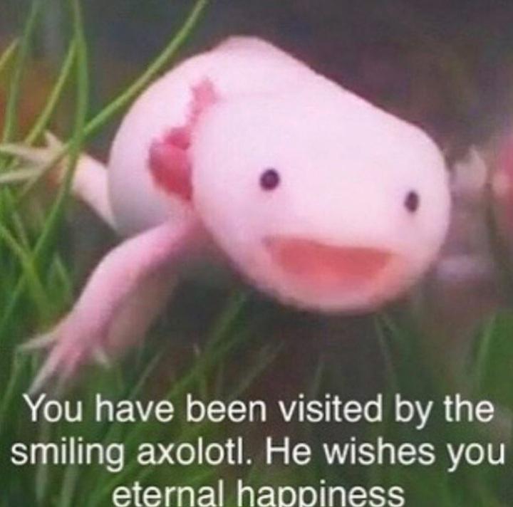 The smiling axolotl believes in you! | /r/wholesomememes | Wholesome ...