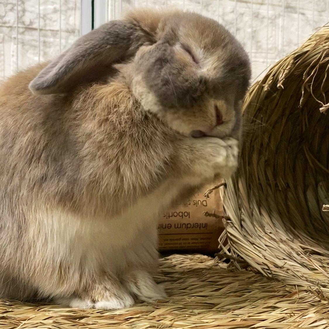 Bunny praying for carrots | Rabbits | Know Your Meme
