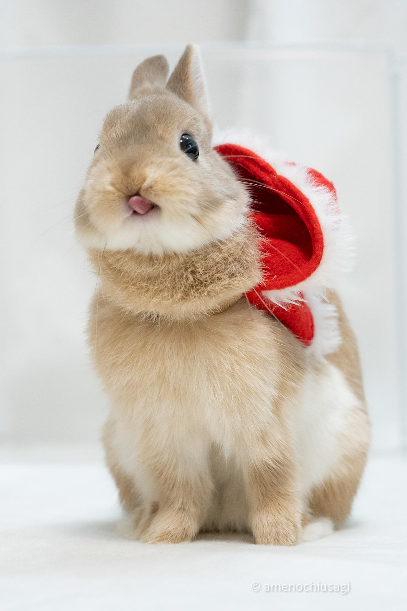 Blep | Rabbits | Know Your Meme