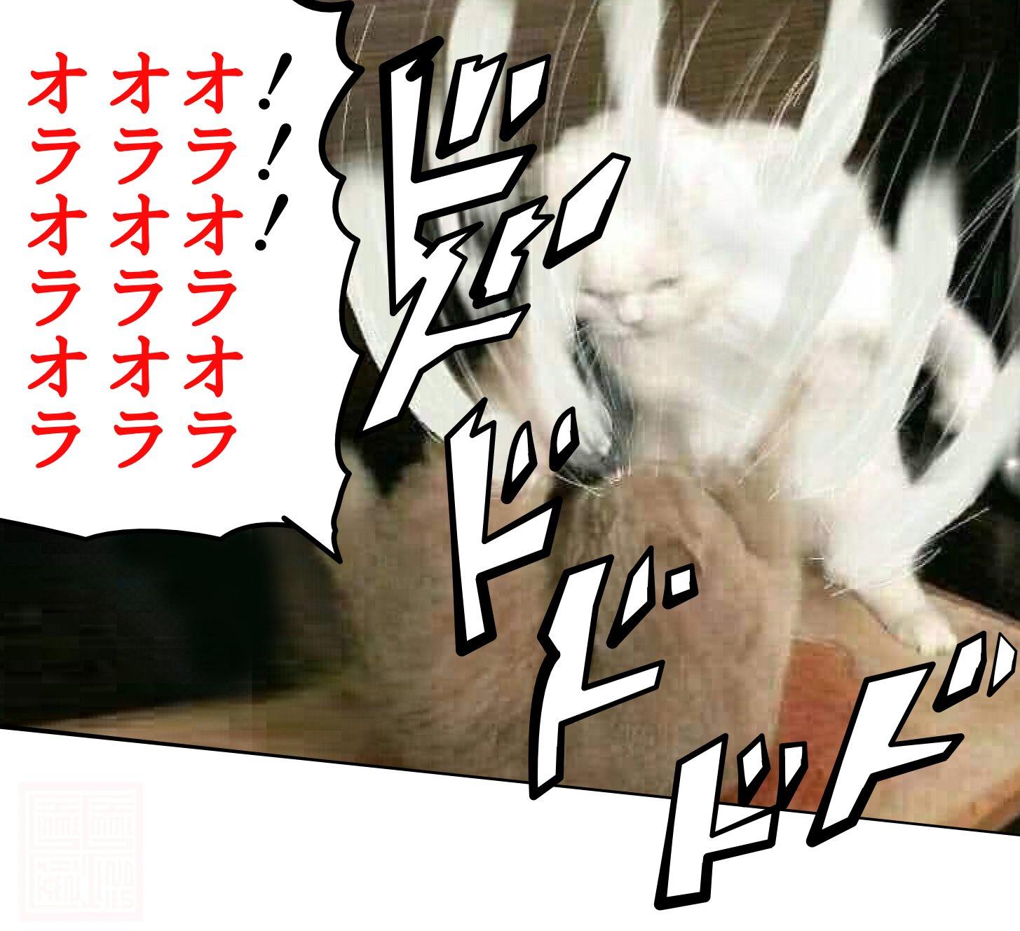 Ora Ora Ora Cat Stand Cries Ora Ora Ora Muda Muda Muda Know Your Meme