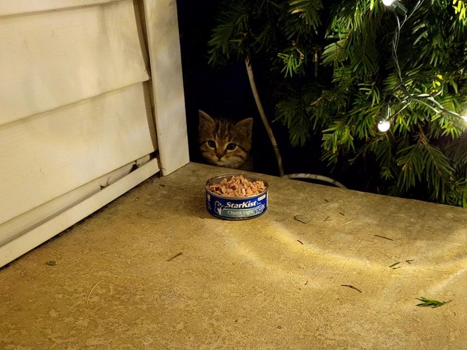 Feeding the Local Kittens | Know Your Meme