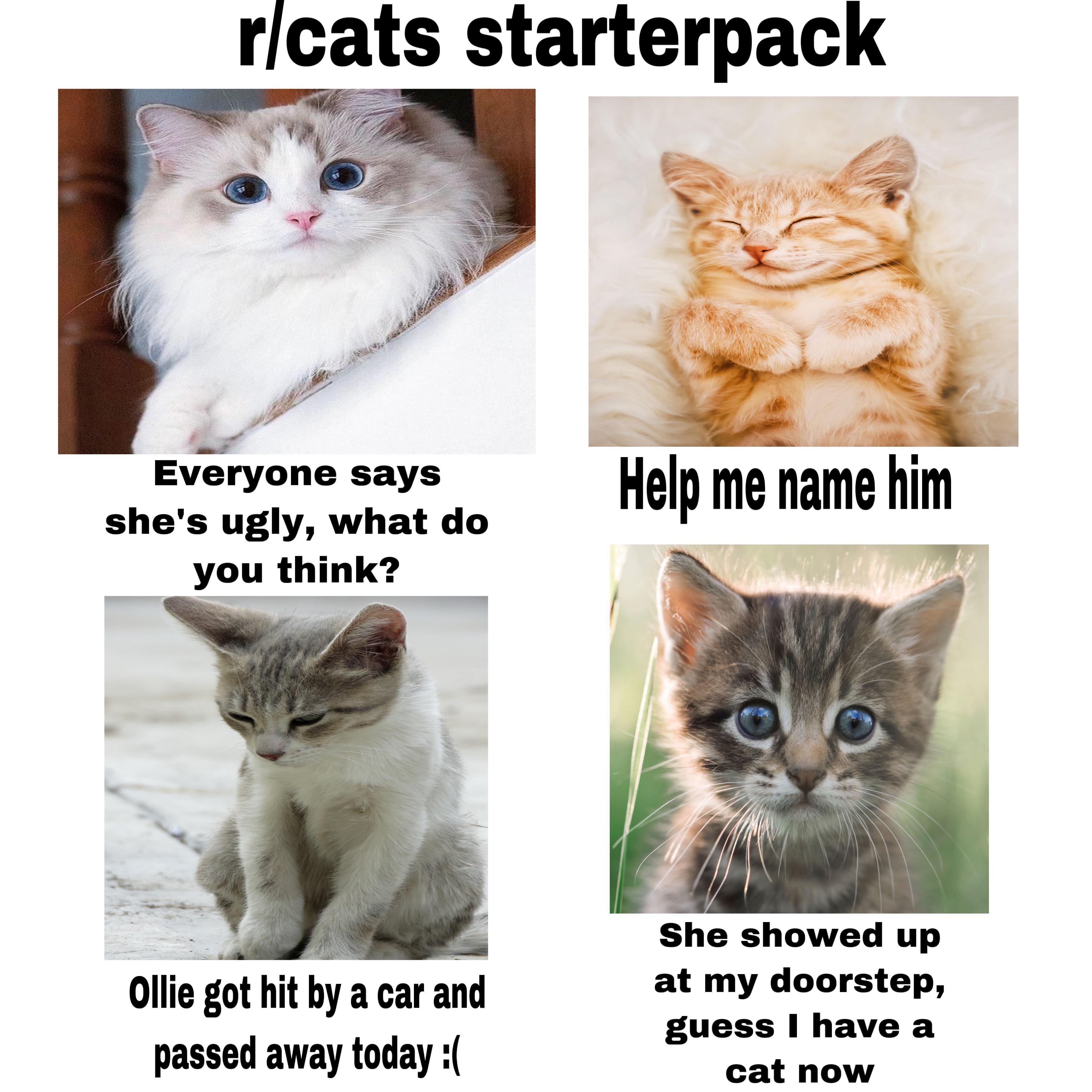r/cats starterpack | /r/starterpacks | Starter Packs | Know Your Meme
