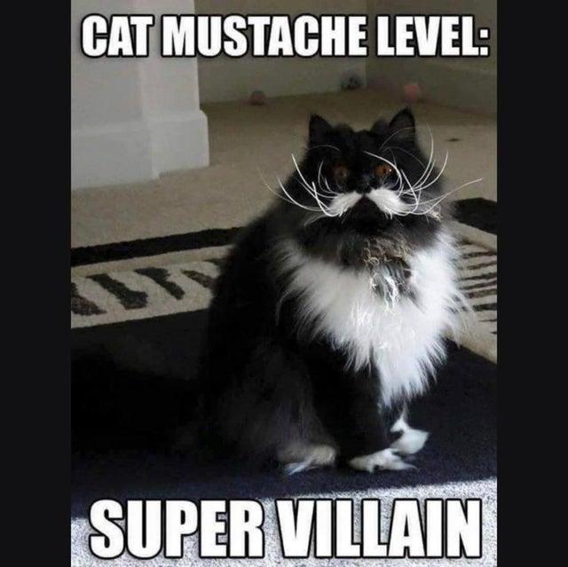 Impressive | Cats | Know Your Meme