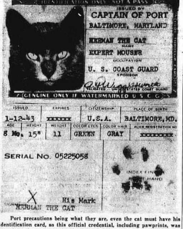 Expert Mouser Cats Know Your Meme expert-mouser-cats-know-your-meme