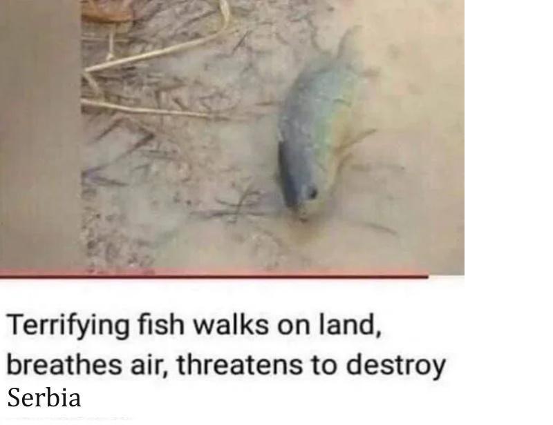 land-Based fish | /r/2balkan4you/top/ | Balkan Memes | Know Your Meme