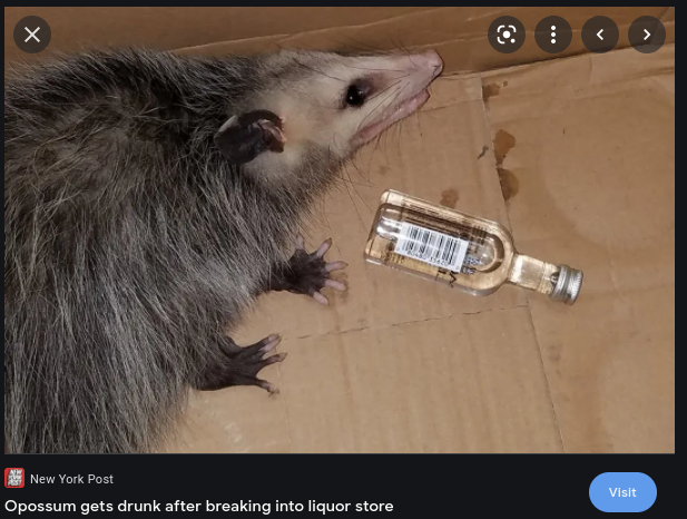 I just feel myself in this possum | /r/madlads | Mad Lad / Madlad ...