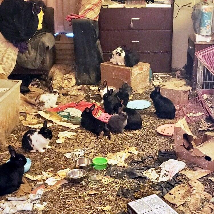 Bunnies (For Sustenance) | Know Your Meme