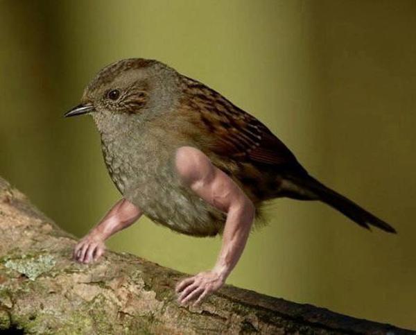 Better Than Legs | Birds with Arms | Know Your Meme
