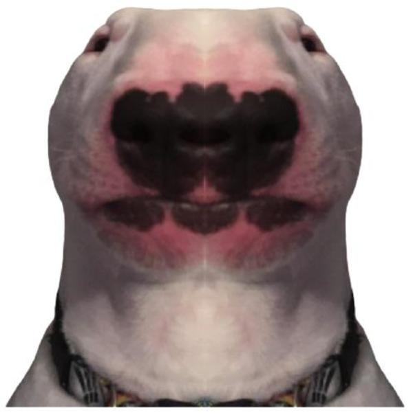 Front facing Walter. | /r/dogelore | Ironic Doge Memes | Know Your Meme