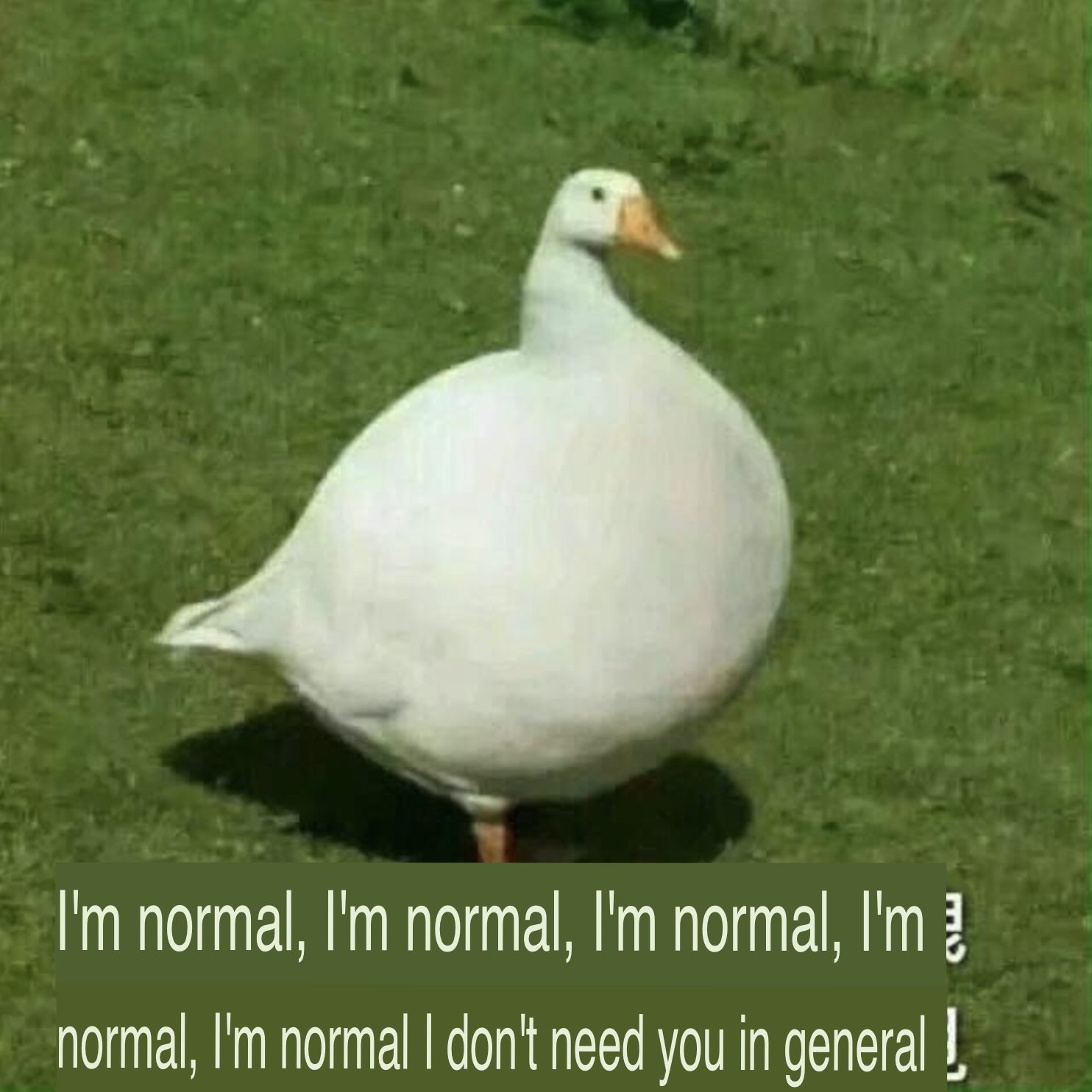 Goots meme | Goots | Know Your Meme