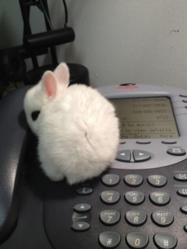Bunny listening to a phone call. | Rabbits | Know Your Meme